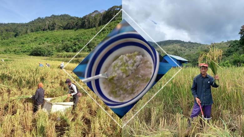 YTPRayeh.com - Menikmati Beras Sultan ala Gastronomi Dayak Lundayeh