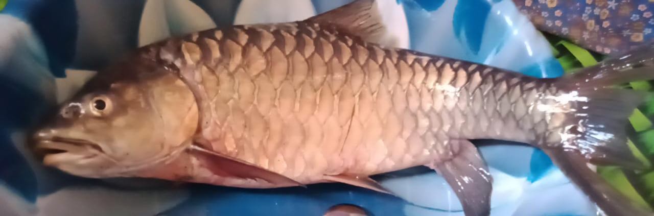 YTPRayeh.com - Mengenal Sup Ikan Pelian Penggugah Selera Khas Dayak ...